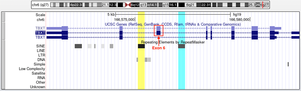 Educating with the Genome Browser