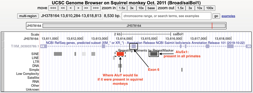 Educating with the Genome Browser